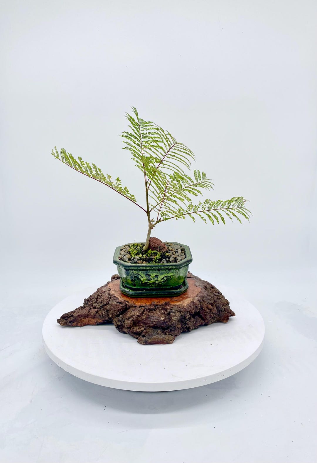 Jacaranda Mimosifolia Bonsai – the Blue Bloom Tree of Dreams ...