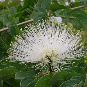 White Powder Puff Bonsai Tree (rare), "winter Showcase" Collection From ...