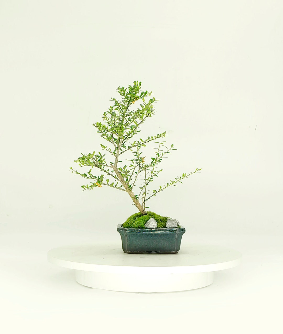 Jamaican Ebony Pre Bonsai Tree bridge to Nature Collection From Rare ...