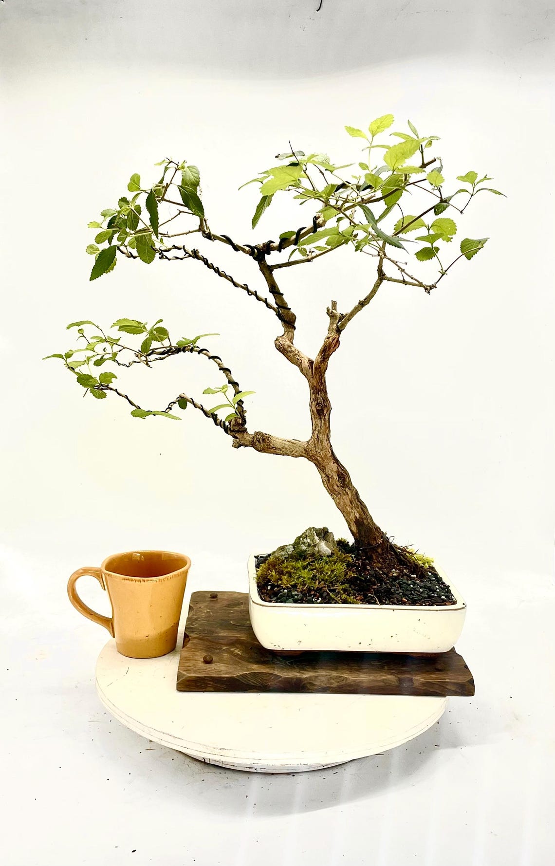 Almond Bush Bonsai Tree, "unique Aparatus" Collection From Rare and ...
