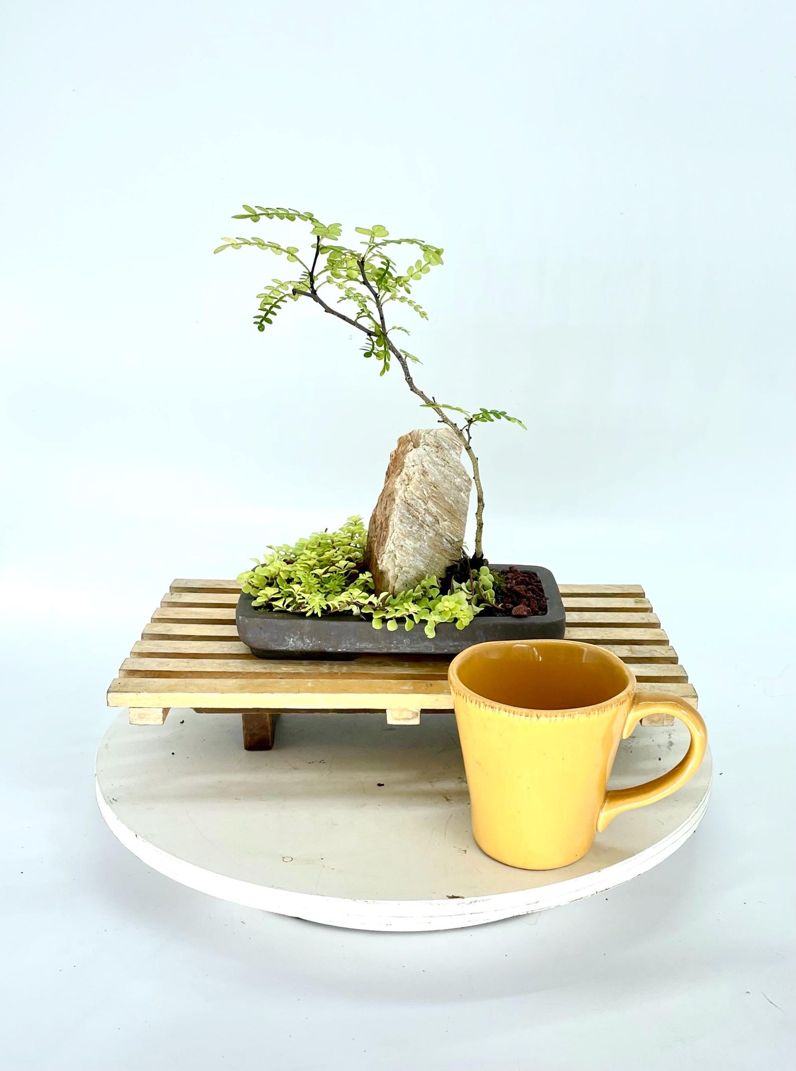 Zanthoxylum Piperitum rare Bonsai Tree, eye Candy Collection From Rare ...