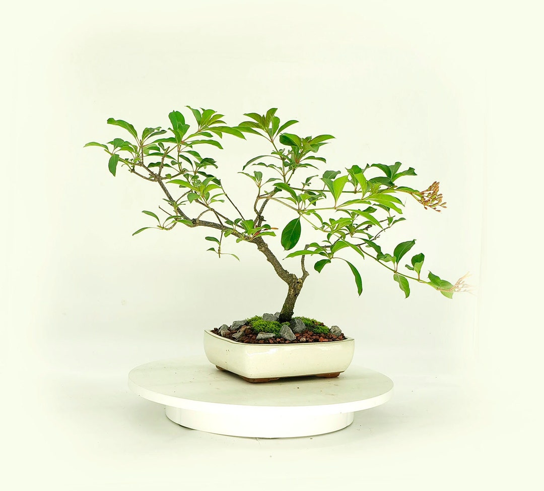 Dwarf Hamelia Firebush Bonsai Tree, bridge to Nature Collection From ...