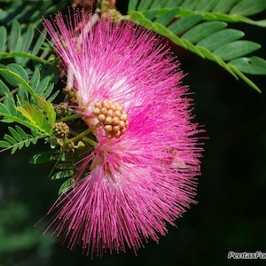 Persian Mimosa Mini Landscape Composition "land Lease" Collection From ...