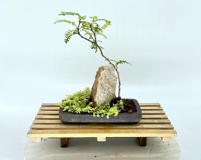 Zanthoxylum Piperitum (rare) Bonsai Tree, "eye Candy" Collection From ...