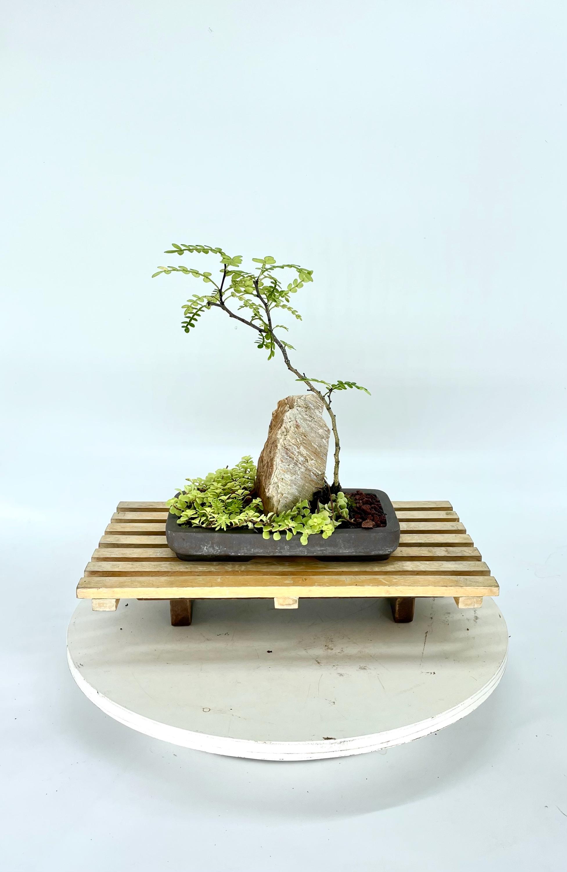 Zanthoxylum Piperitum rare Bonsai Tree, eye Candy Collection From Rare ...