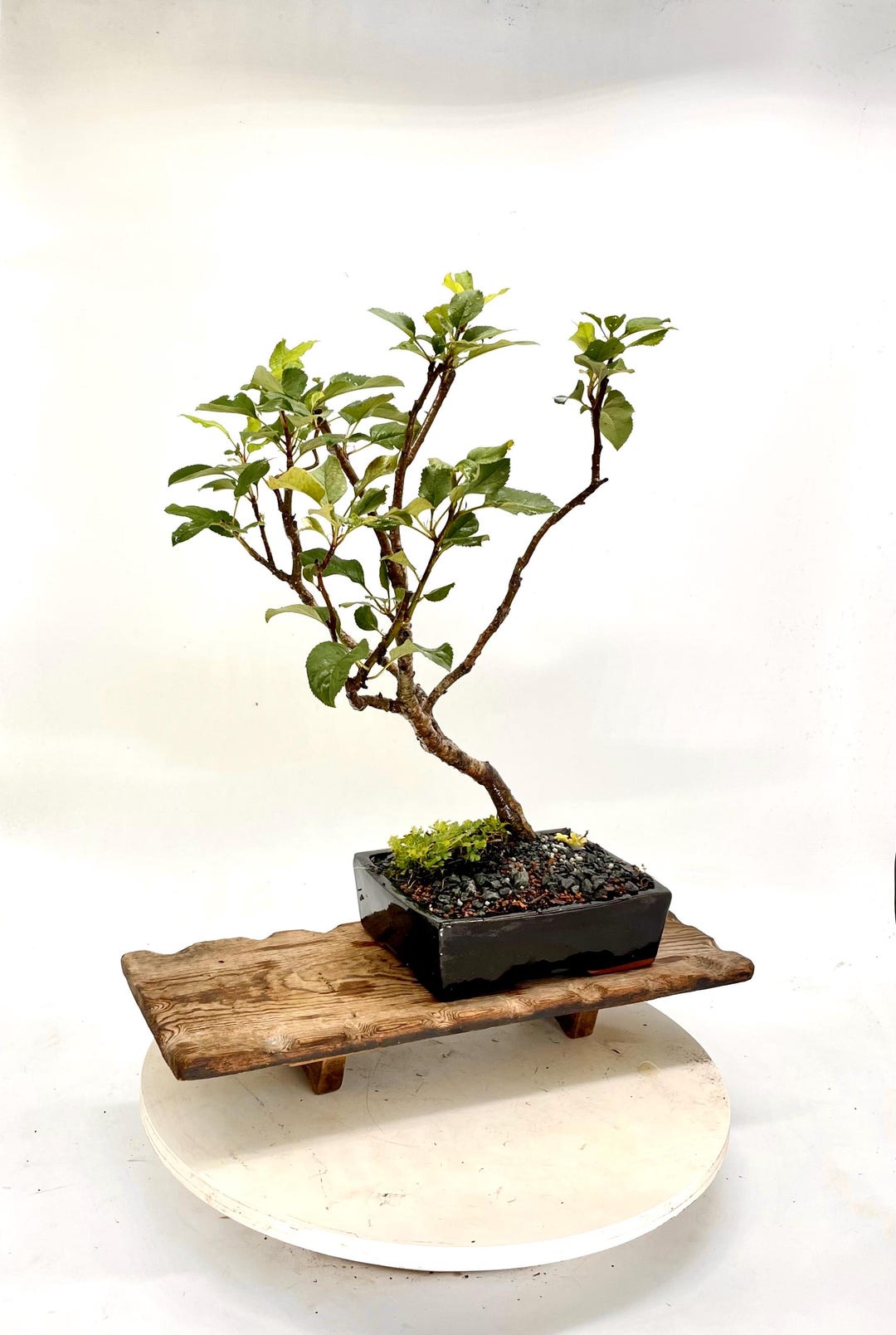 Dwarf Apple Bonsai Tree "wake up the World" Collection From "rare and ...