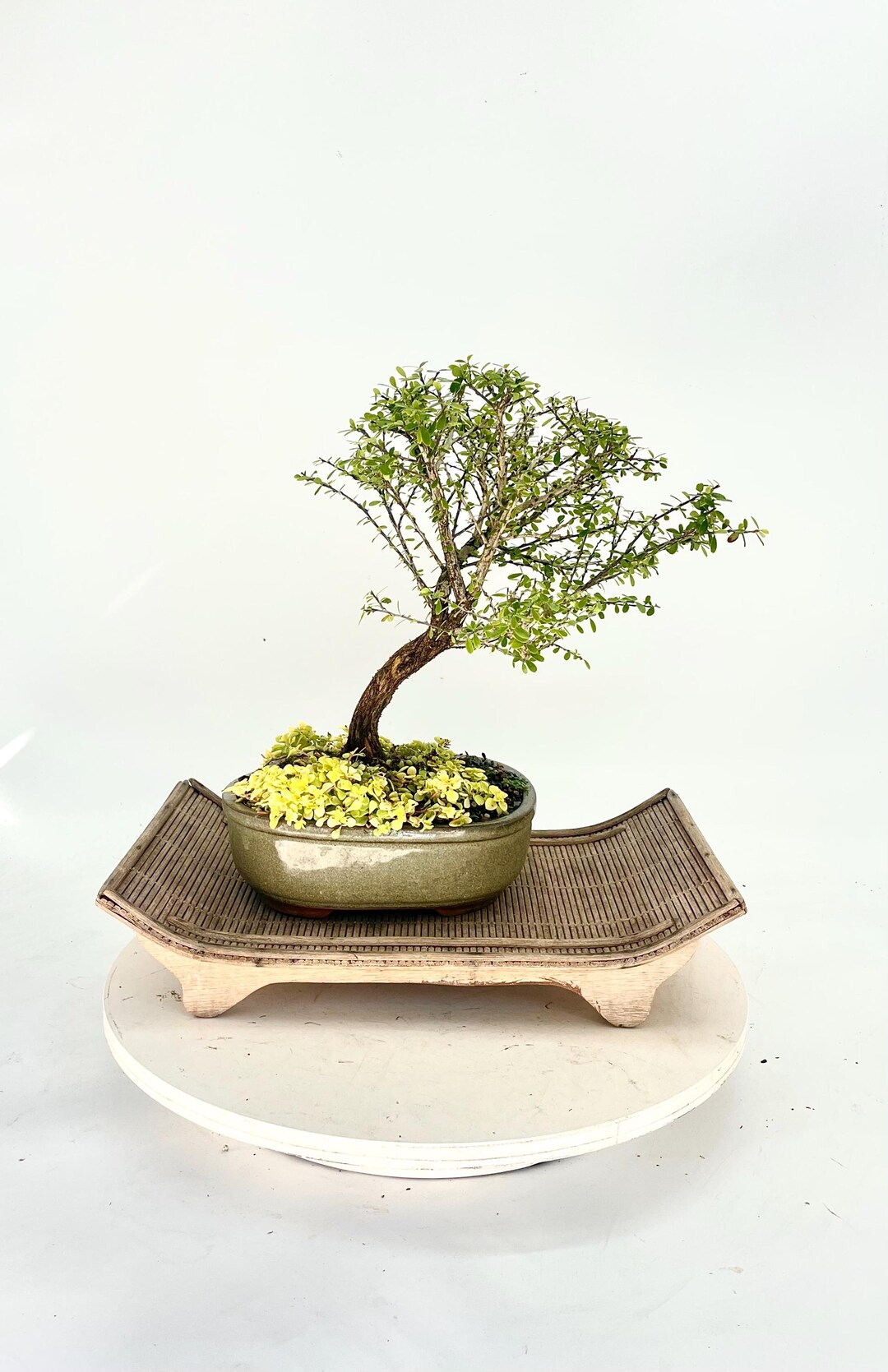 Jamaican Ebony Bonsai Tree "bridge to Nature" Collection From Rare and ...