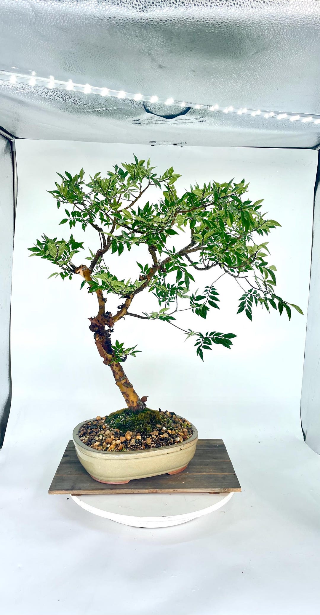 Allee Elm rare Bonsai Tree rare Showcase Collection From Rare and ...