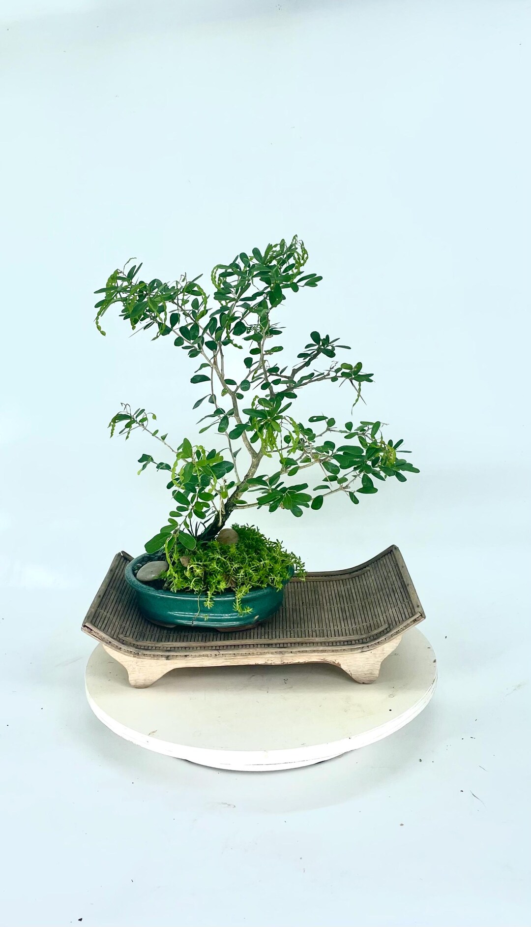 Dwarf Vietnamese Desmodium Bonsai Tree rare, land Lease Collection From ...