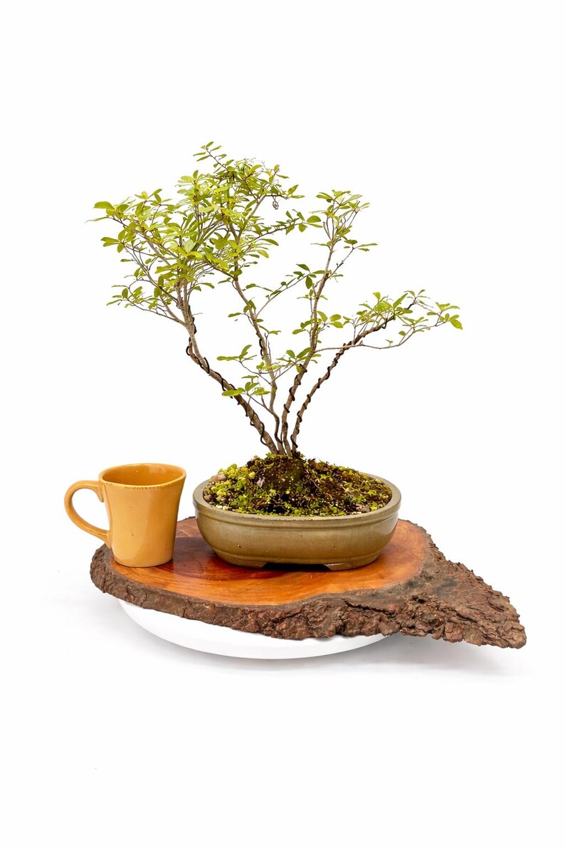 Myrtle Oak Bonsai Tree Styled Specimen One of a Kind - Etsy