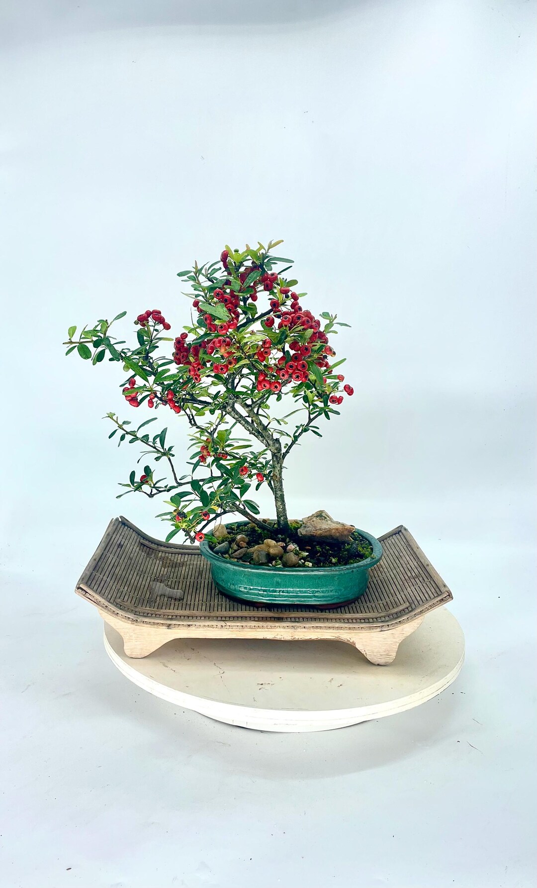 Firethorn Bonsai Tree, "elements of Décor" Collection From Rare and ...