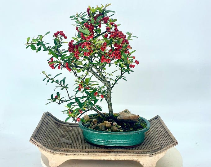 Firethorn Bonsai Tree, "elements of Décor" Collection From Rare and ...