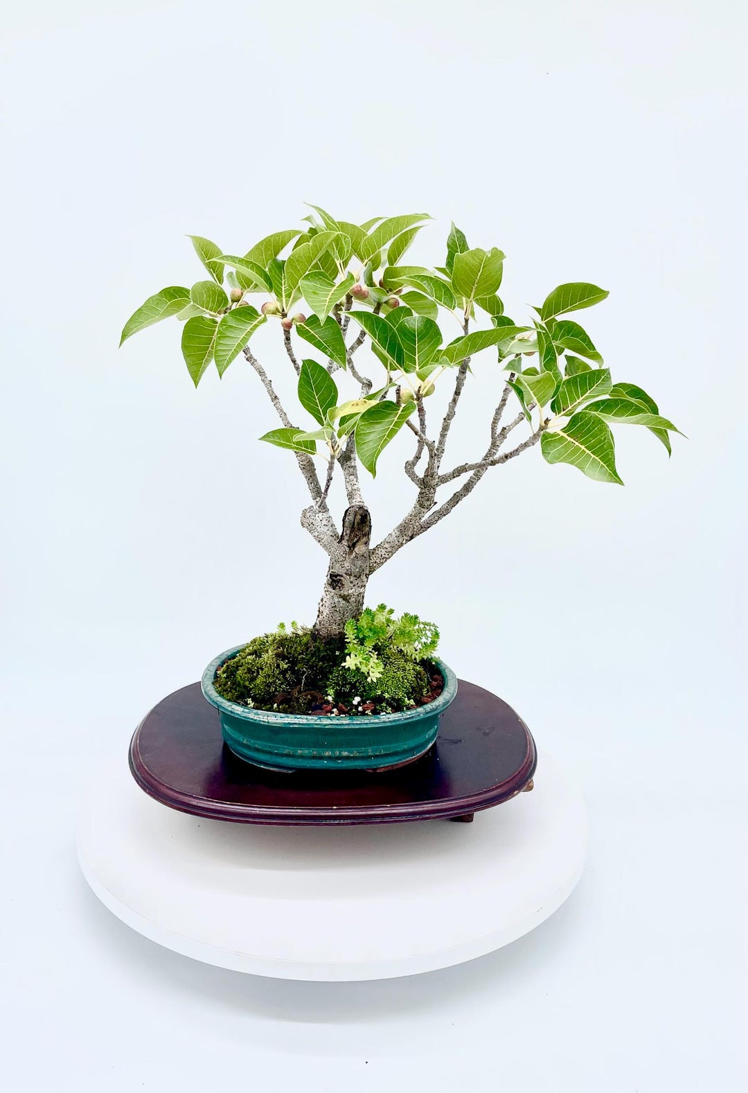 Ficus Ingens Bonsai Tree "green Elegance" Collection From Rare and ...