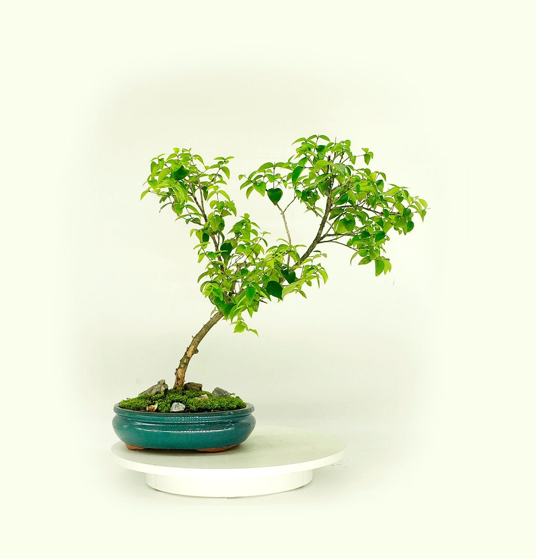 Surinam Cherry Bonsai Tree tutti Frutti - Etsy
