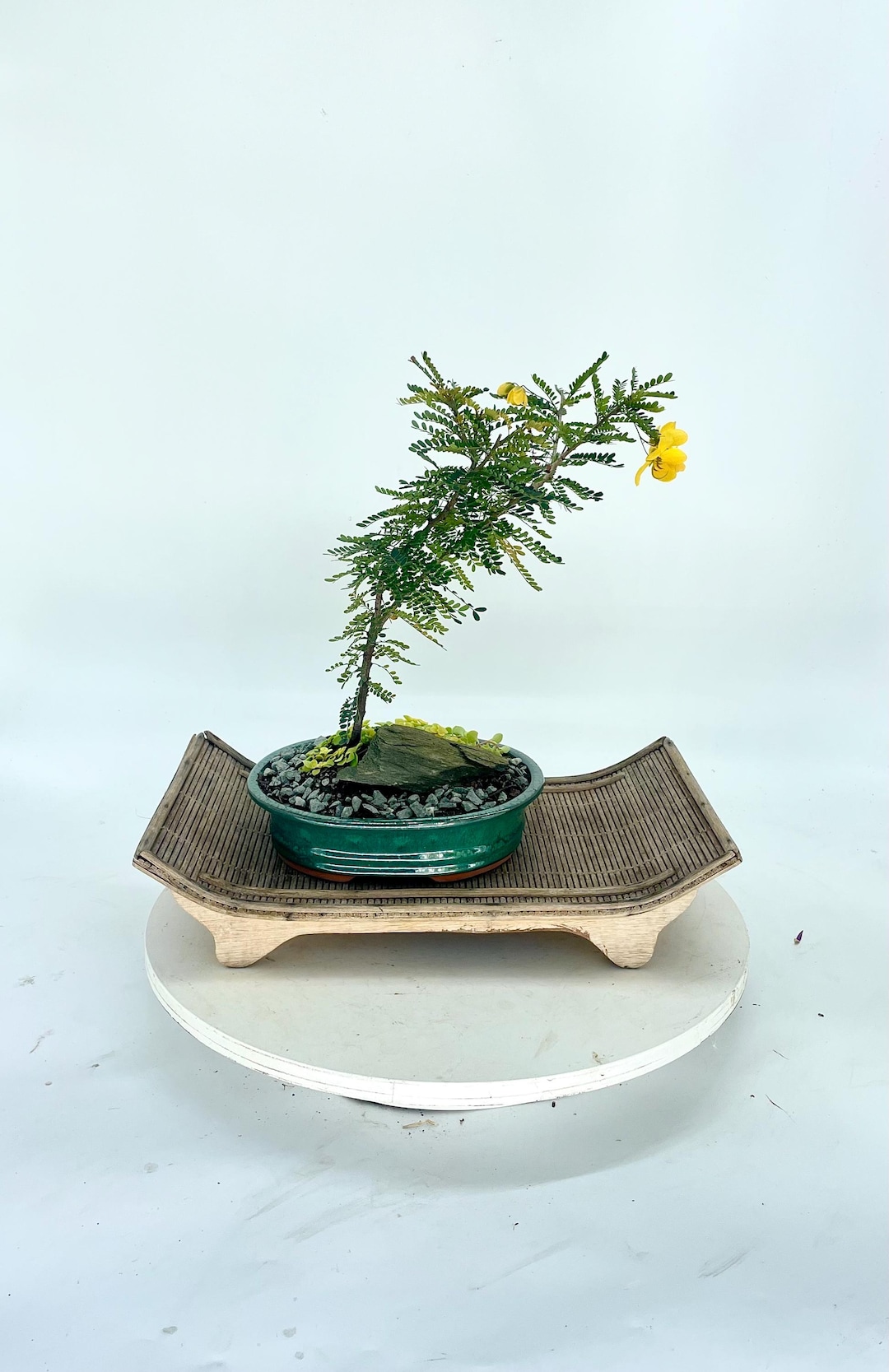 Desert Cassia Bonsai Tree, "sill Bud" Collection From Rare and Exotic ...