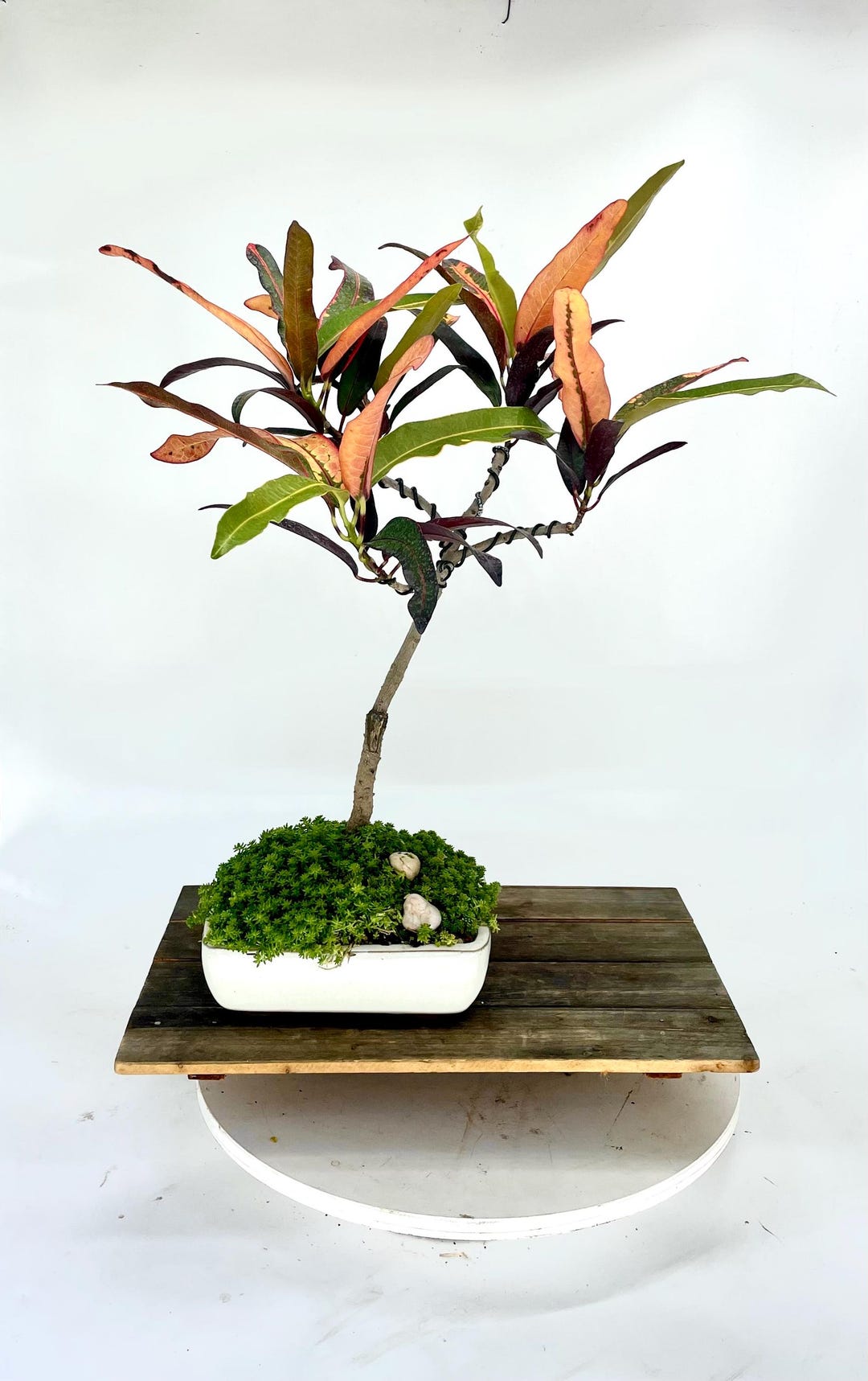 Croton Bonsai Tree "bonsai Sect" Collection From Rare and Exotic Bonsai ...