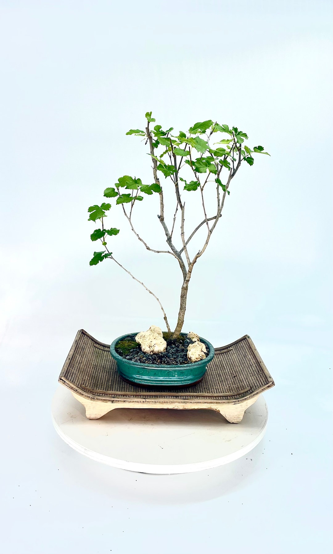 Rare Dwarf Mulberry Bonsai Tree, wake up the World Collection From Rare ...