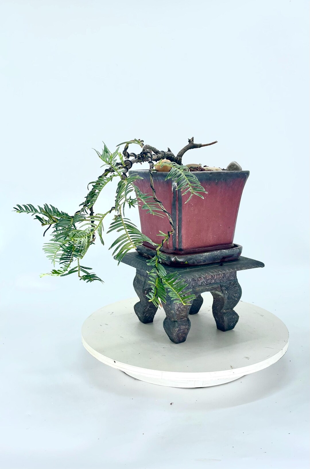 Florida Yew Rare Bonsai Tree "green Elegance" Collection From Rare and ...