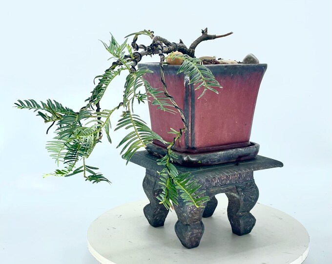 Florida Yew Rare Bonsai Tree "green Elegance" Collection From Rare and ...