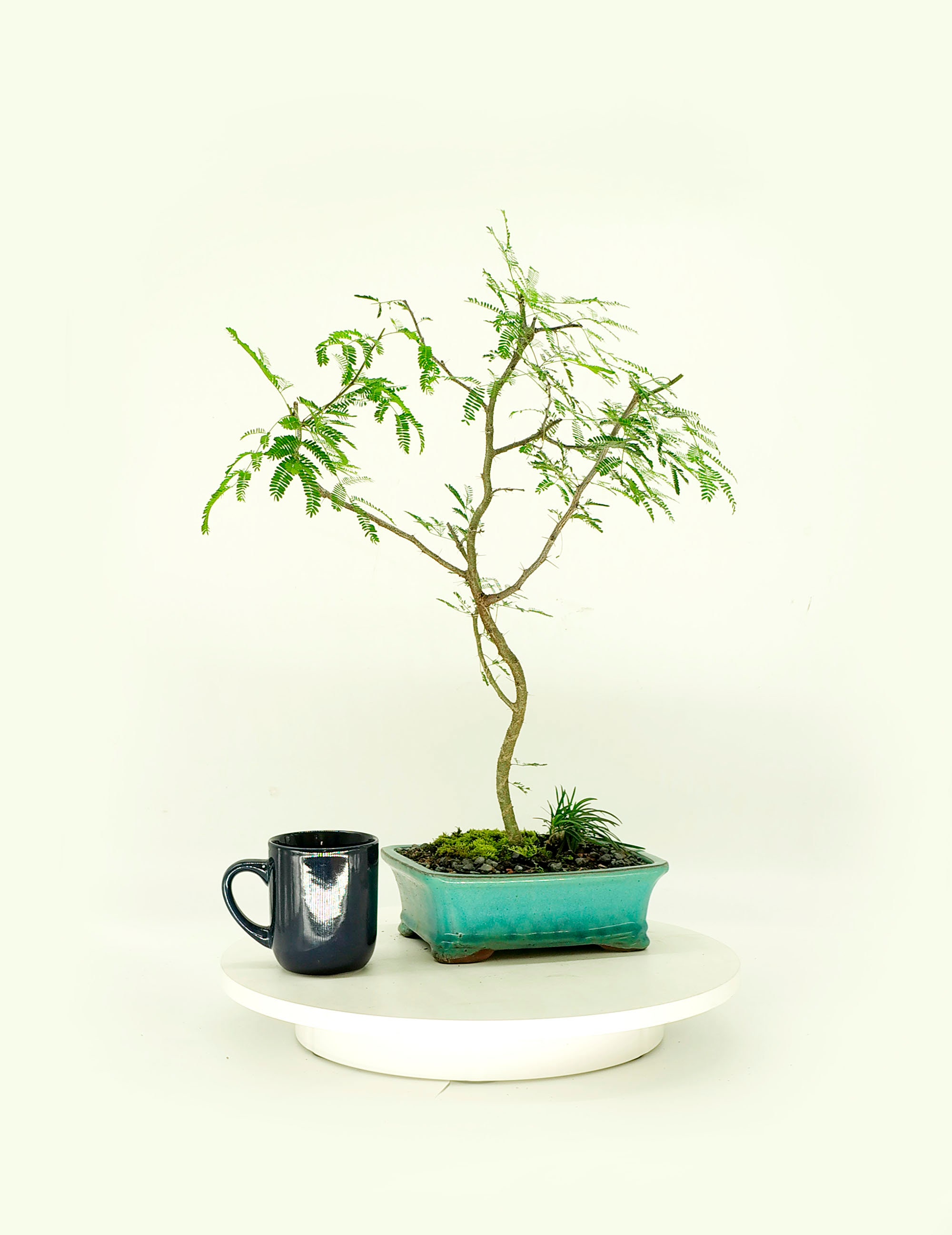 Acacia Bonsai