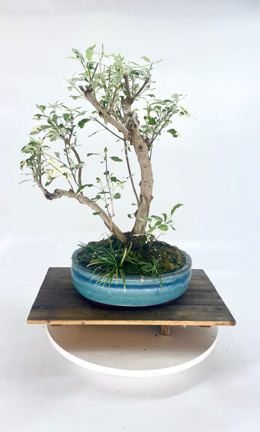 Chaste Bonsai Tree oxidized Air Collection From rare and Exotic Bonsai ...