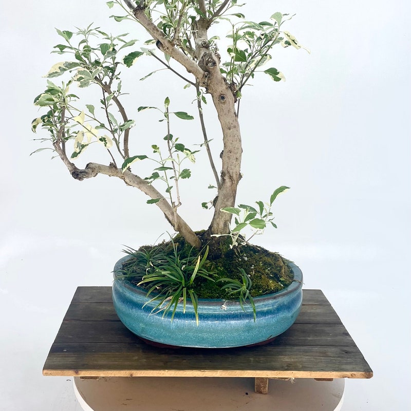 Bonsai Tree Live Indoor - Etsy