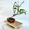Rare Dwarf Mulberry Bonsai Tree, "wake up the World" Collection From ...