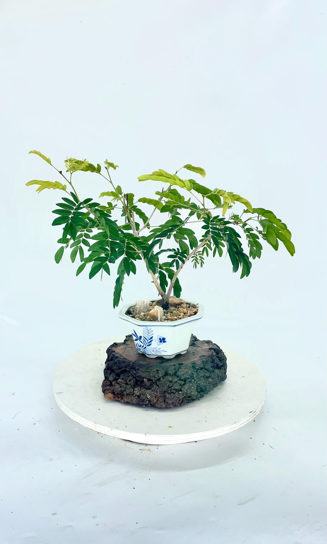 White Powder Puff Bonsai Tree (rare), "sill Bud" Collection From Rare ...