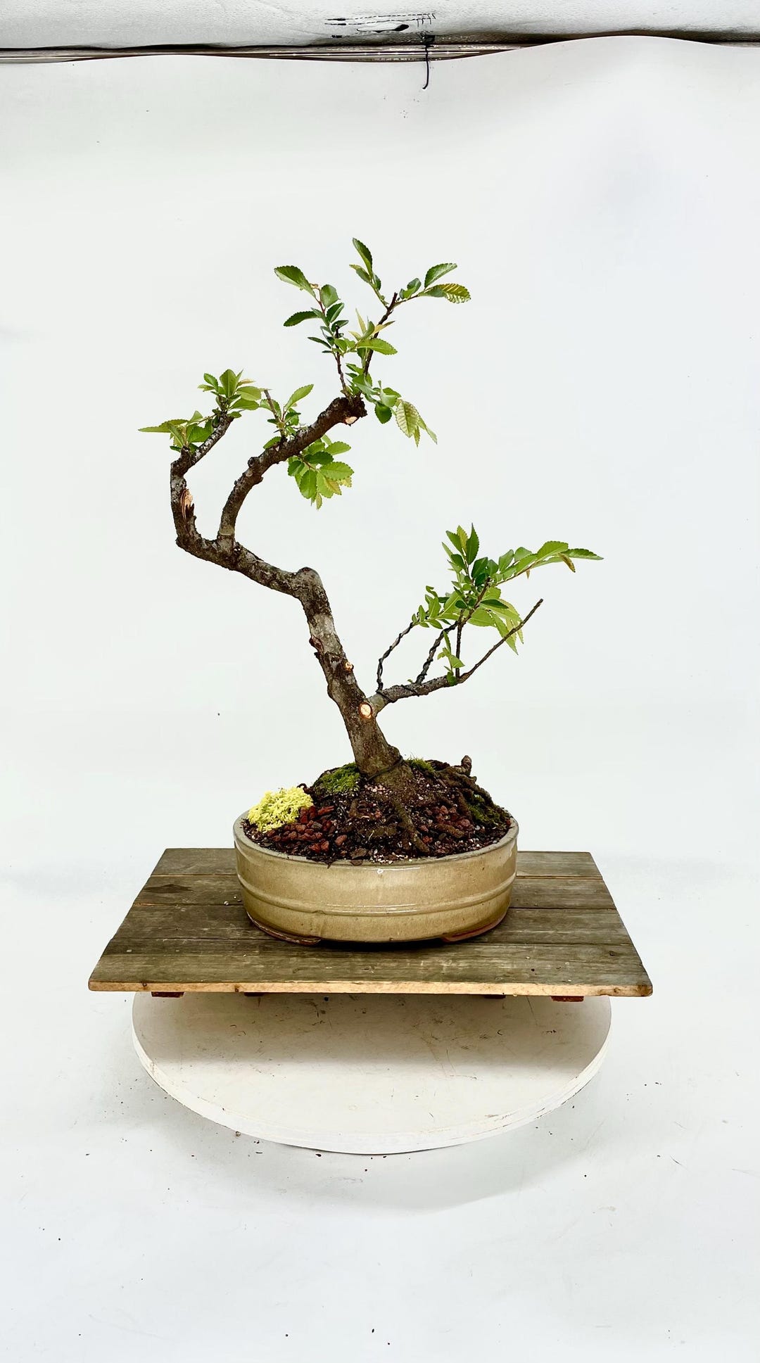 Allee Elm (rare) Bonsai Tree "rare Showcase" Collection From Rare and ...