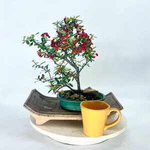 Firethorn Bonsai Tree, elements of Décor Collection From Rare and ...