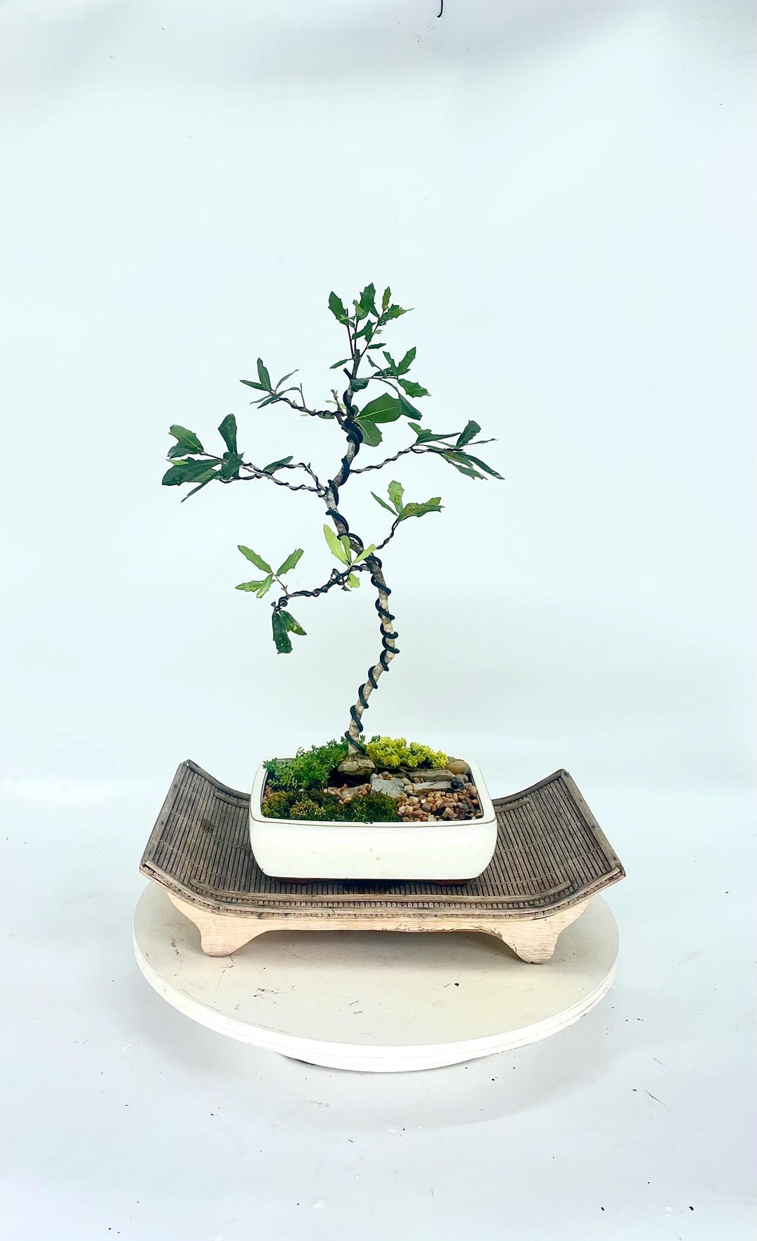 Southern Live Oak Bonsai Tree "relative Scale" Collection From Rare and ...