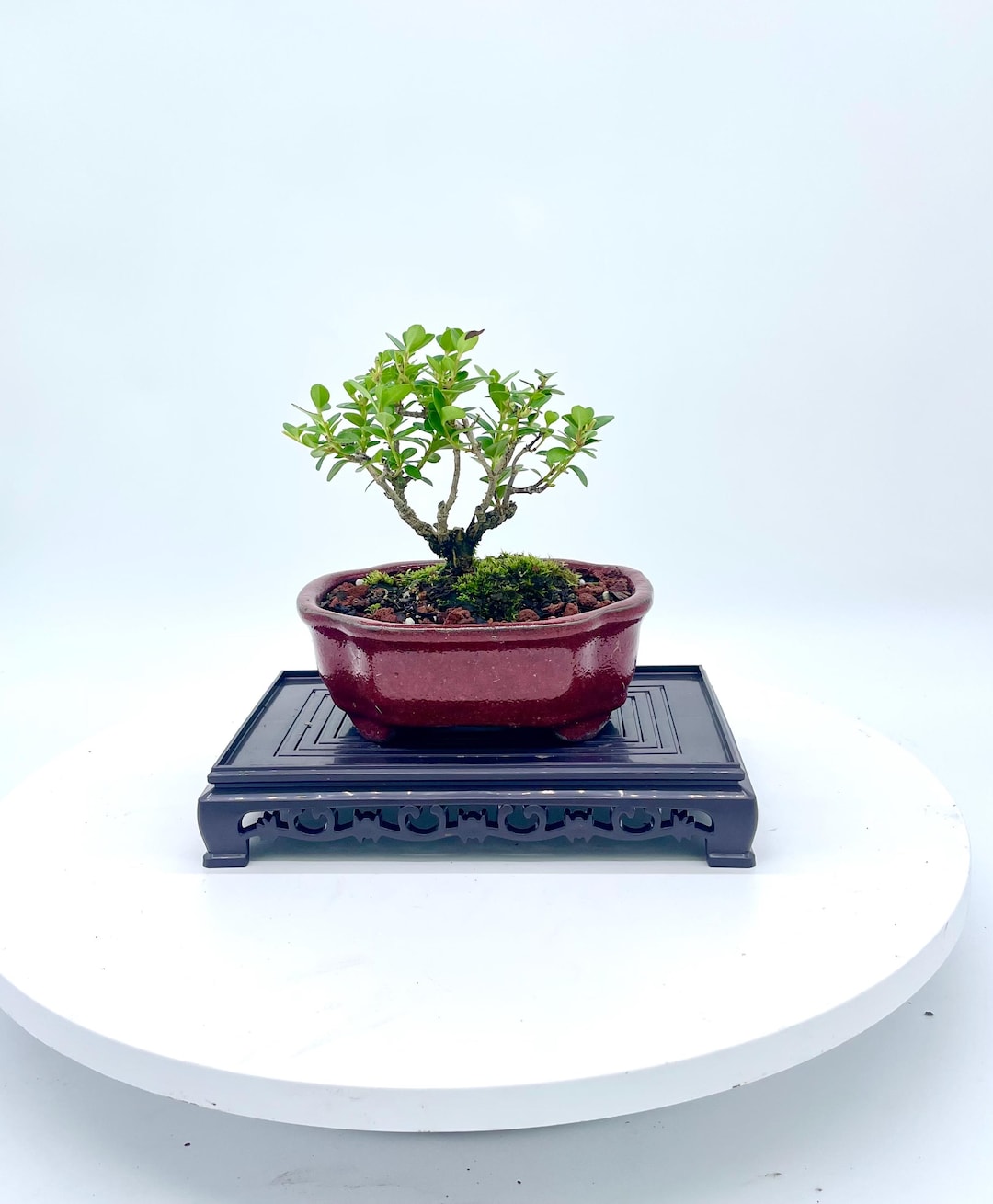 Mame-scale Dwarf Natal Plum Bonsai – Carissa Macrocarpa – Compact ...