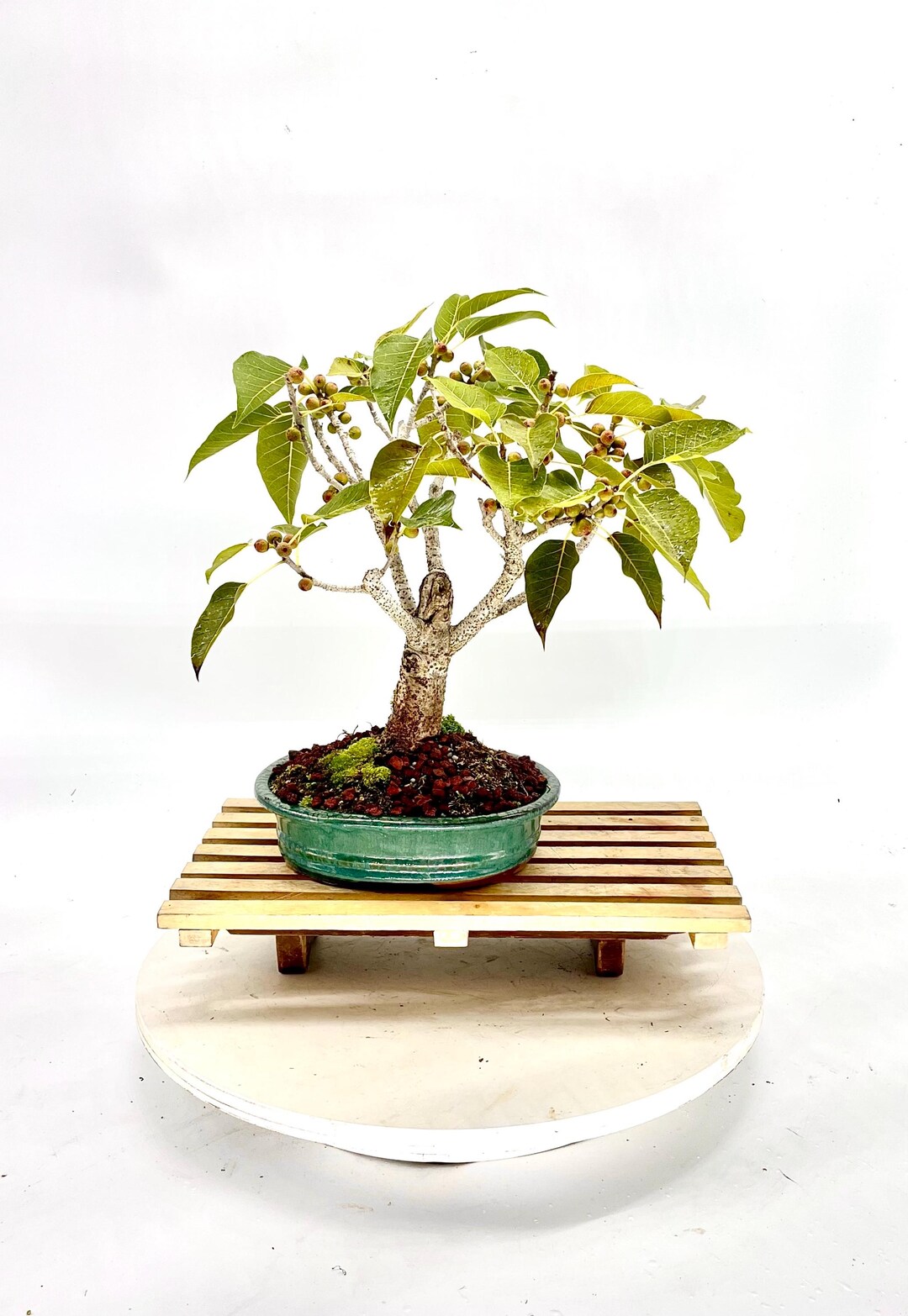 Ficus Ingens Bonsai Tree "green Elegance" Collection From Rare and ...