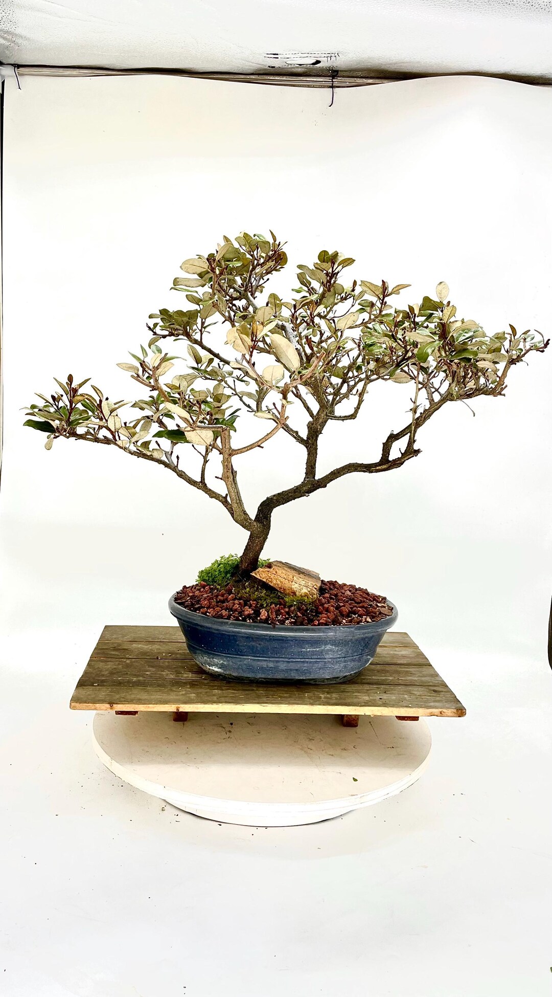 Japanese Silverthorn Bonsai Tree, "live Art" Collection From "rare and ...