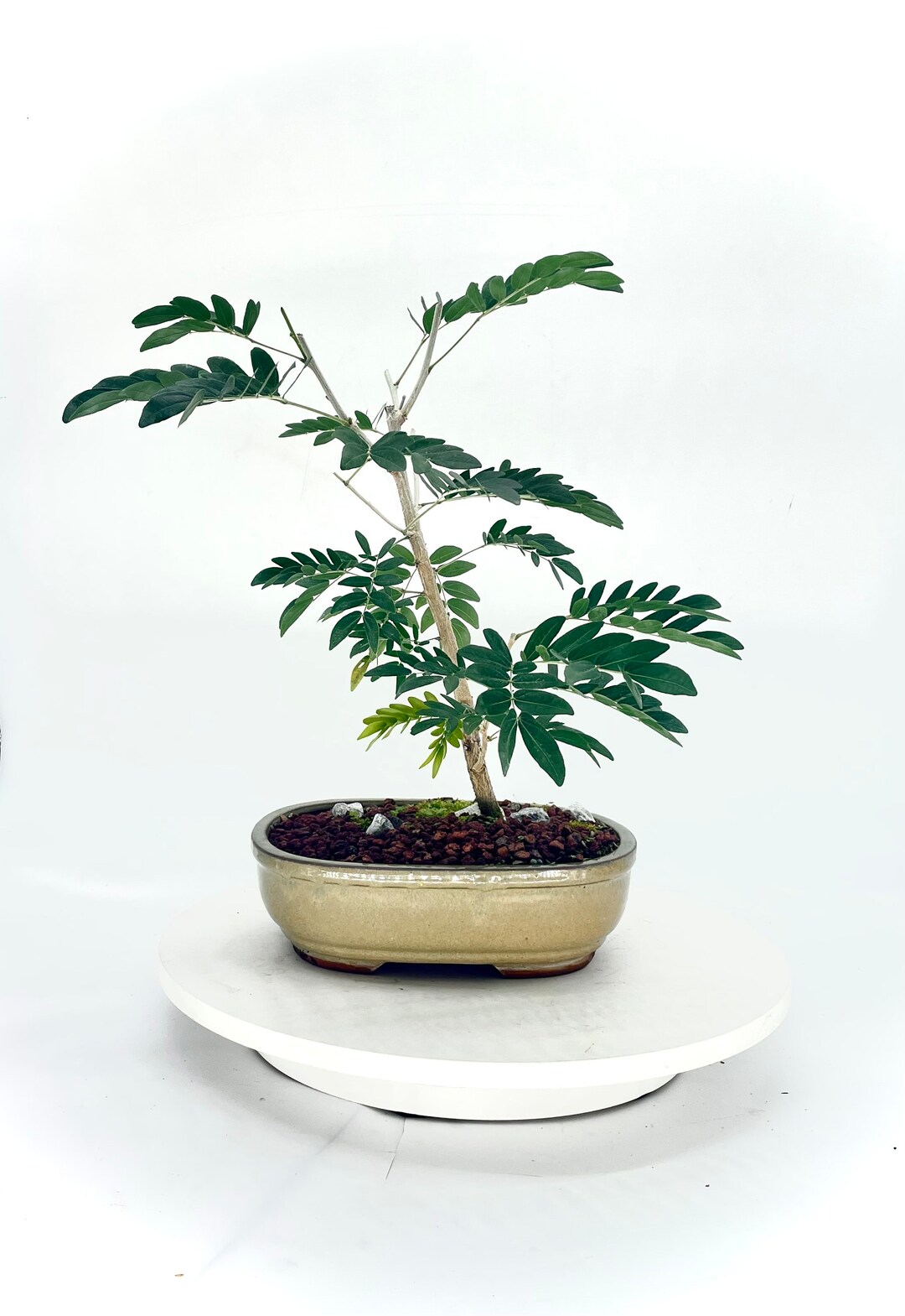 White Powder Puff Bonsai Tree rare winter - Etsy