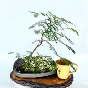 Lead Tree Landscape Composition land Lease Collection From rare and ...