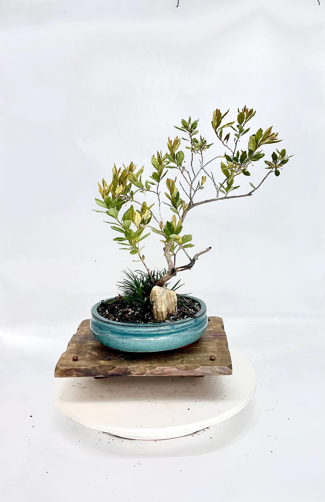 Rusty Leonia (rare) Bonsai Tree "extend Your Life" Collection From Rare ...