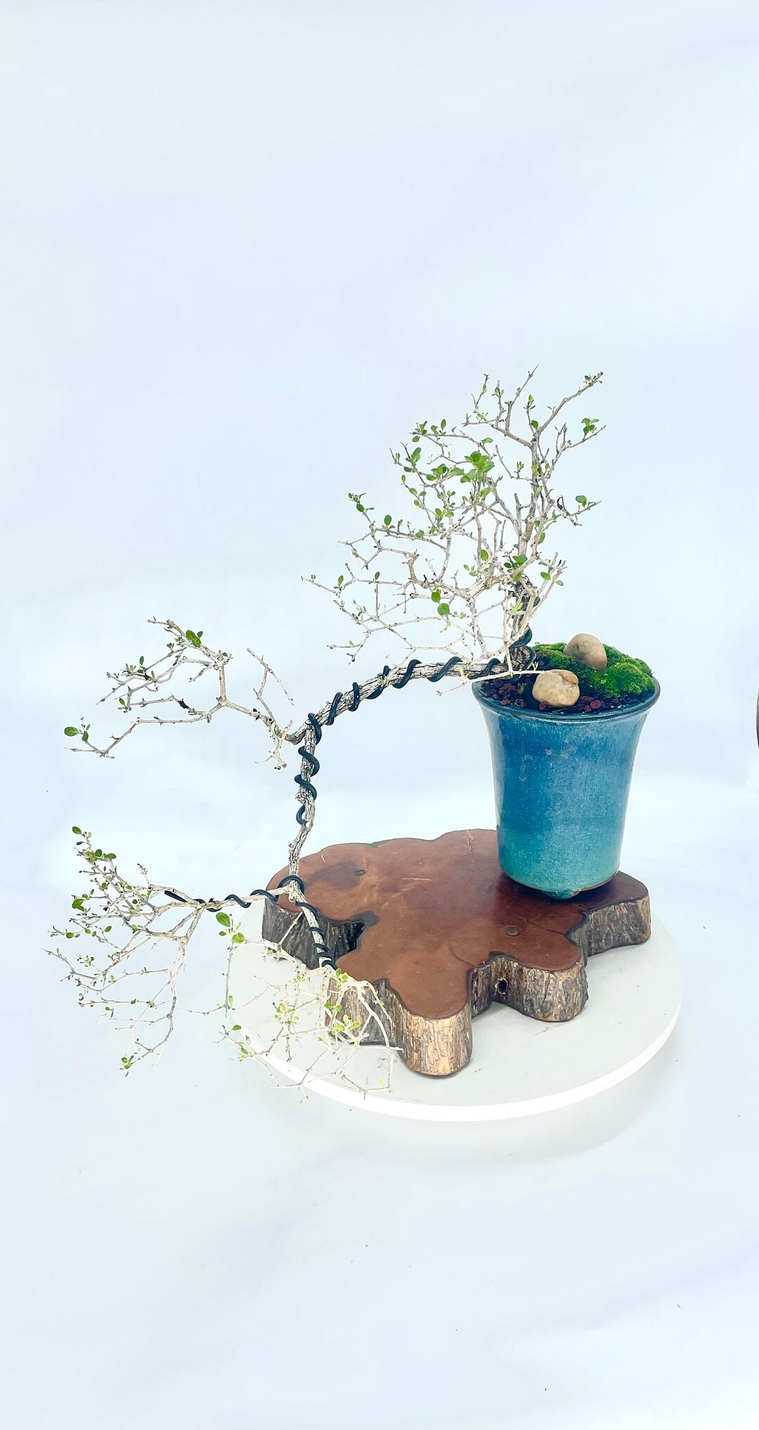 Escambron Bonsai Tree interior Accents Collection From rare and Exotic ...