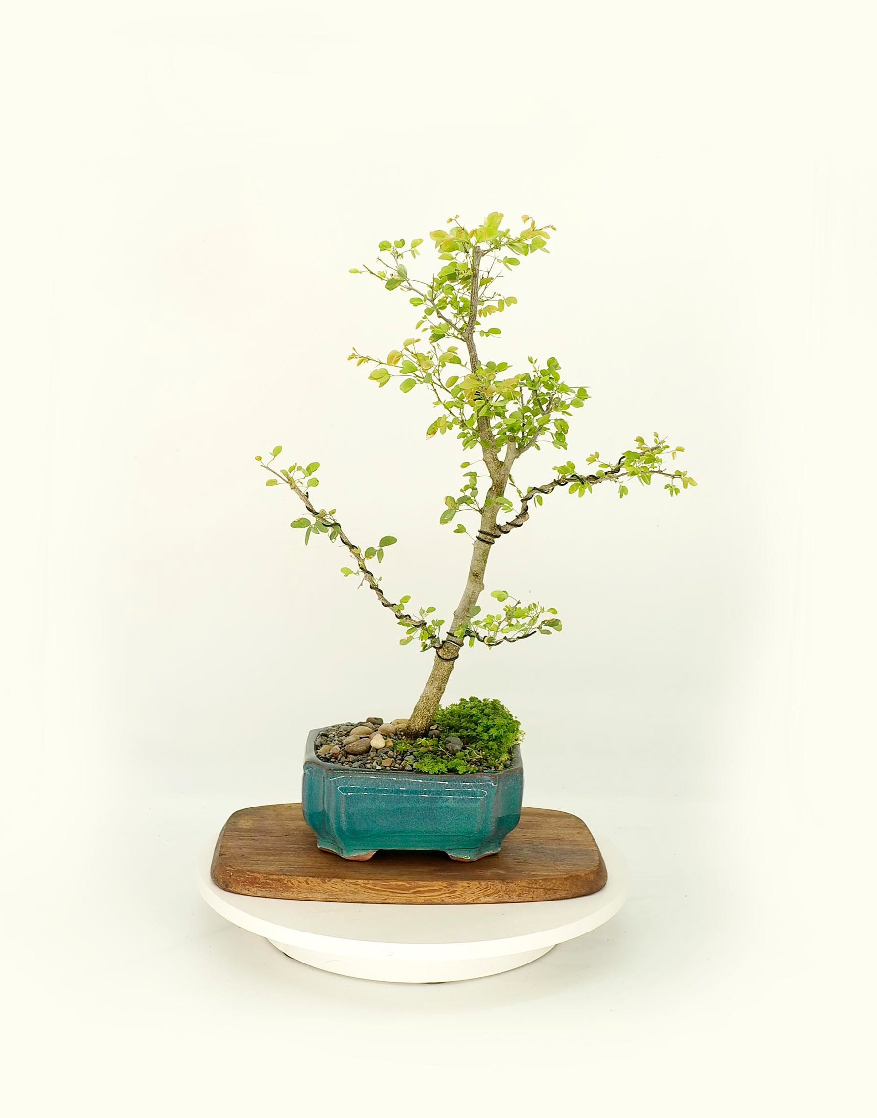 White Oak Bonsai