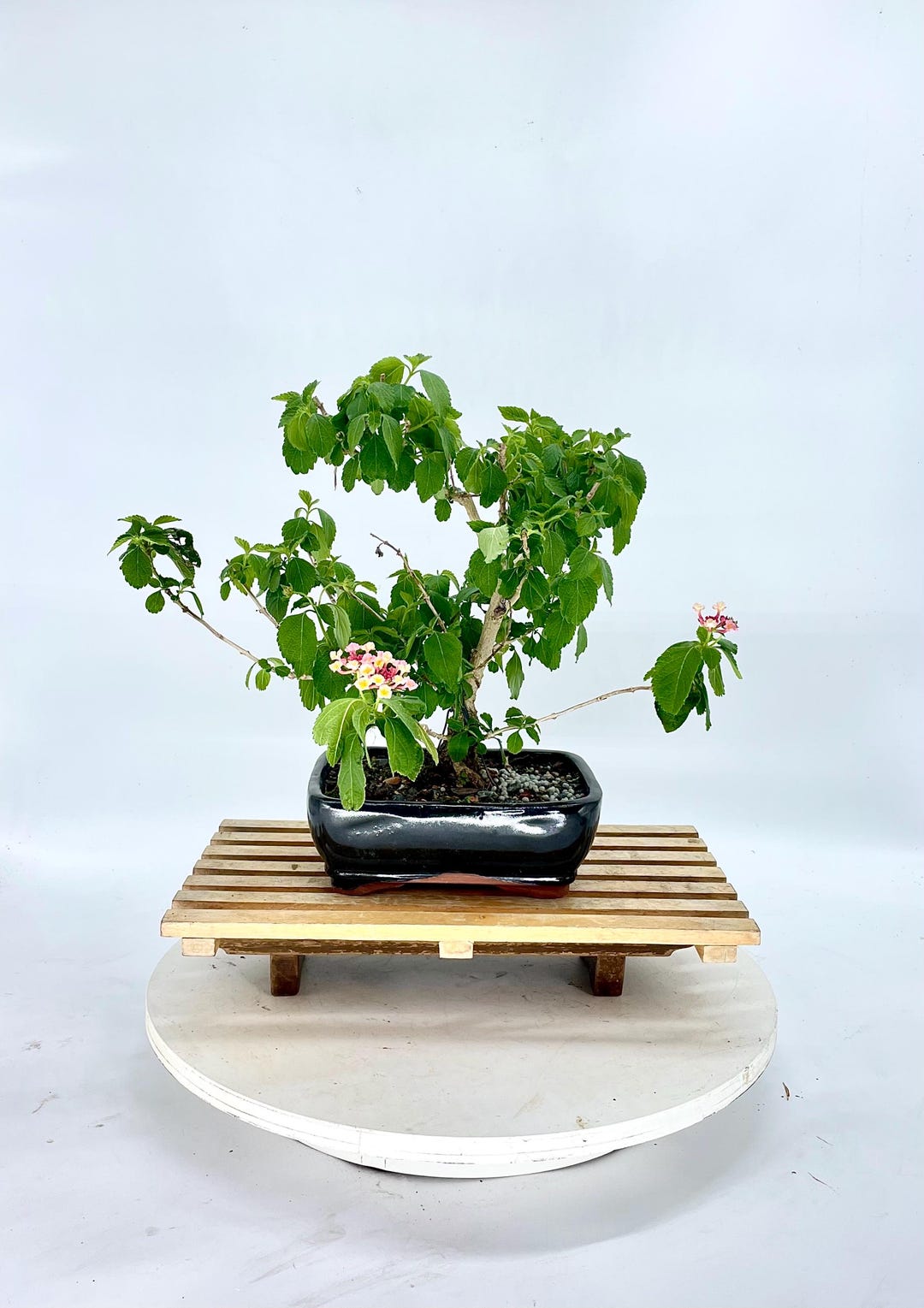 Lantana Camara Bonsai Tree, quiet Different Collection From Rare and Exotic Bonsai - Etsy