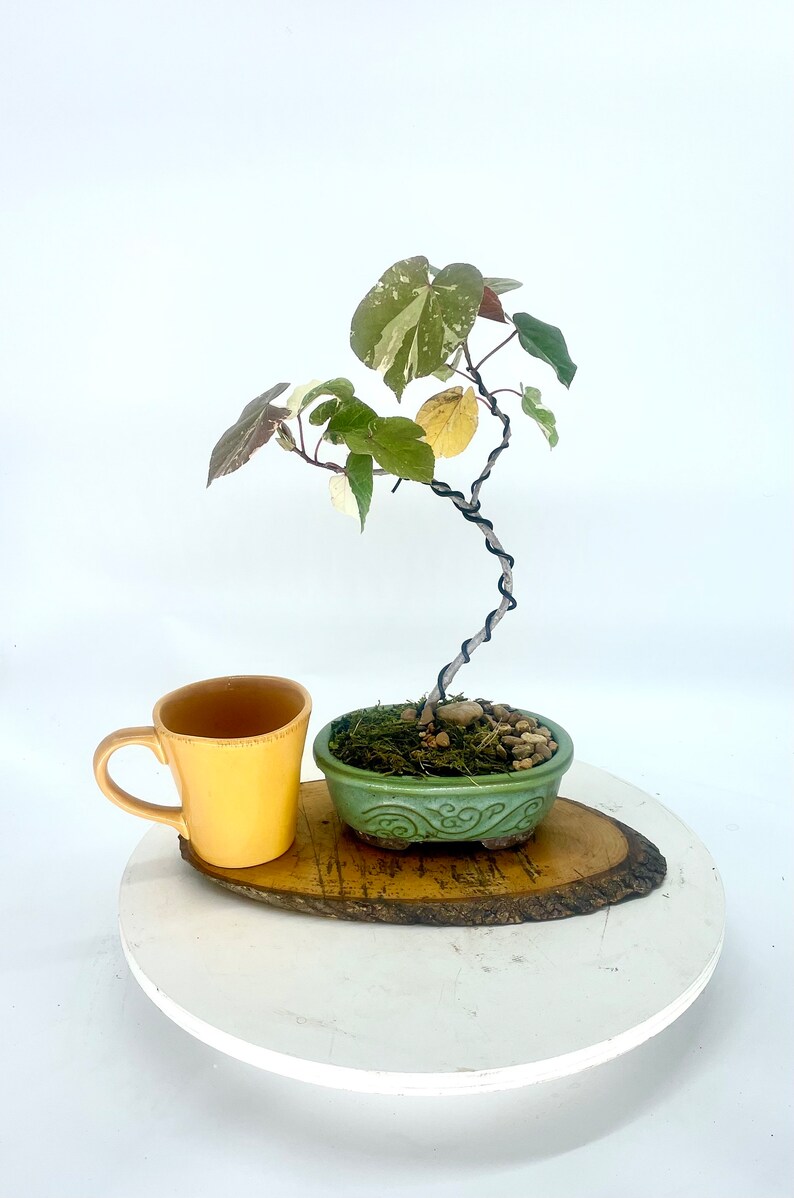 Variegated Sea Hibiscus Bonsai Tree bridge to Nature Collection From ...