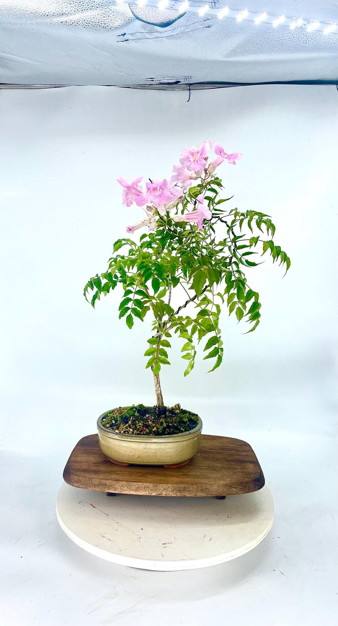 Rare Pink Cape Honeysuckle Bonsai Tree "therapy" Collection From Rare ...
