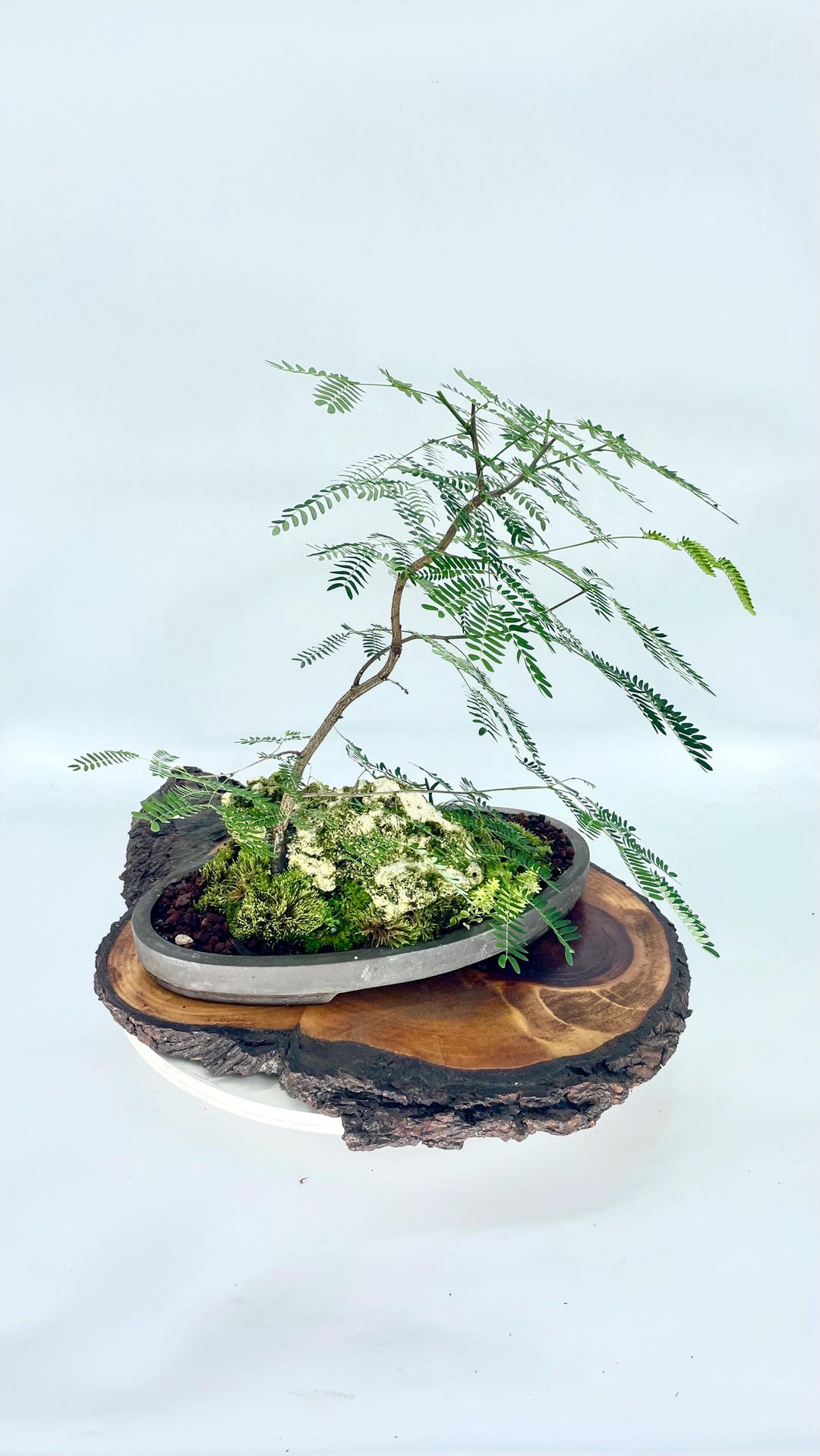 Lead Tree Landscape Composition land Lease Collection From rare and ...