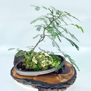 Lead Tree Landscape Composition land Lease Collection From rare and ...