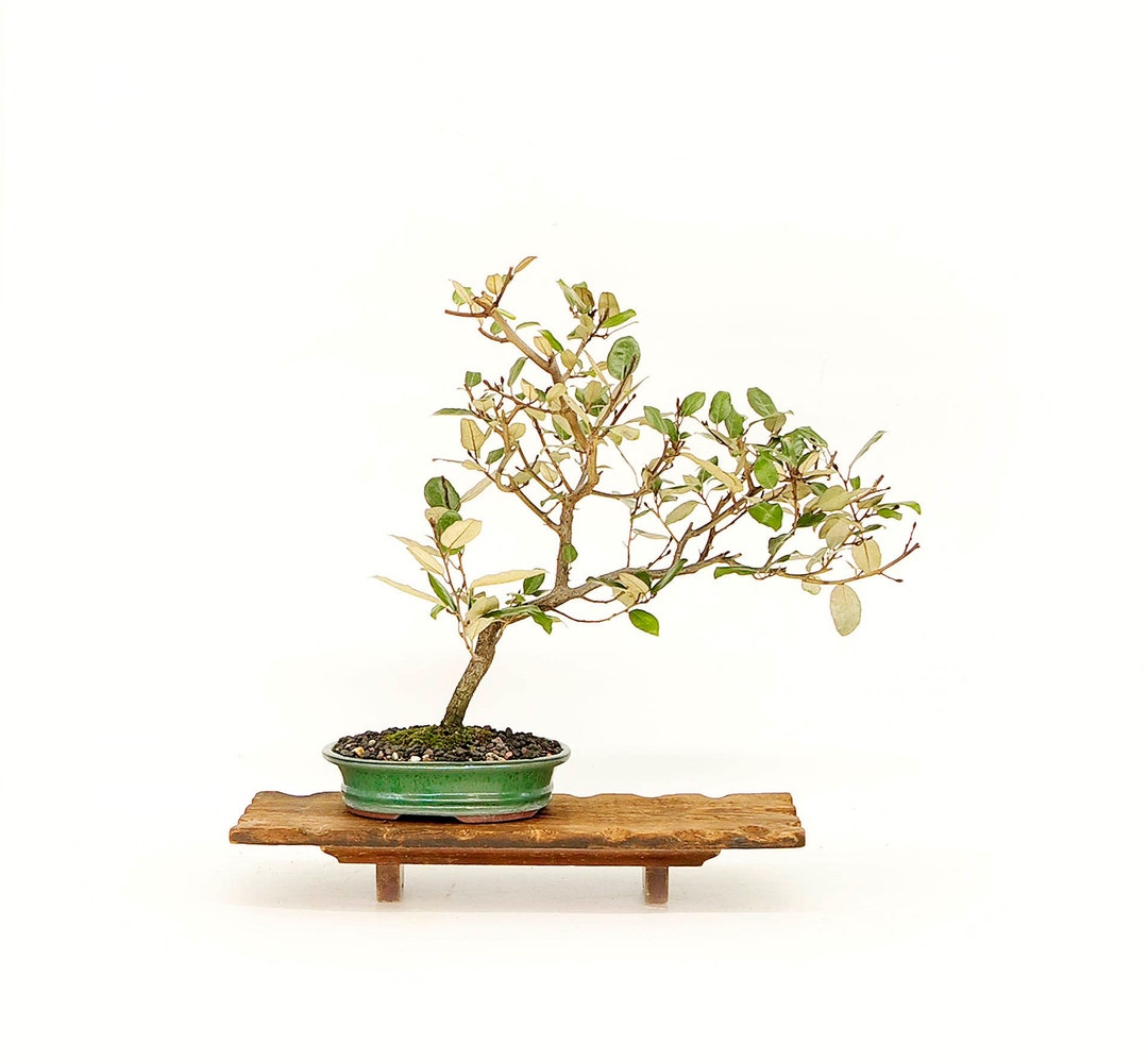Japanese Silverberry Bonsai Tree, live Art Collection From rare and ...