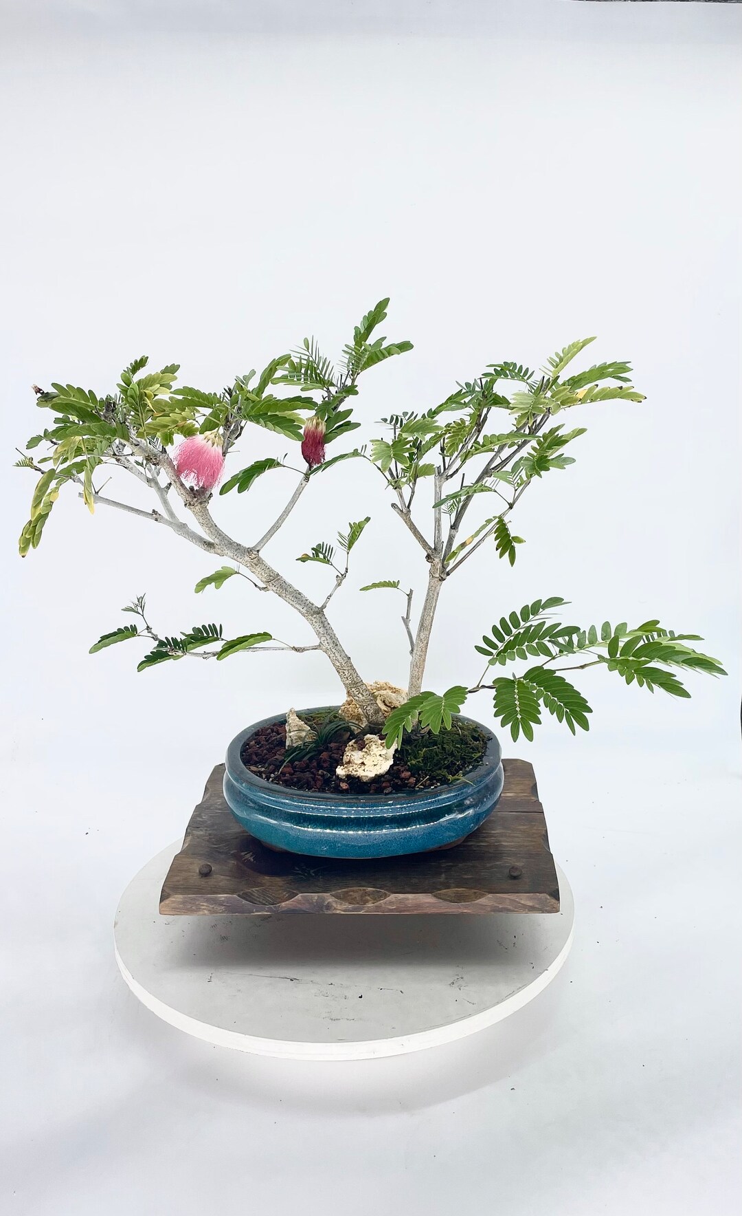 Surinamese Stick Pea Powder Puff rare Bonsai Tree, winter Showcase ...