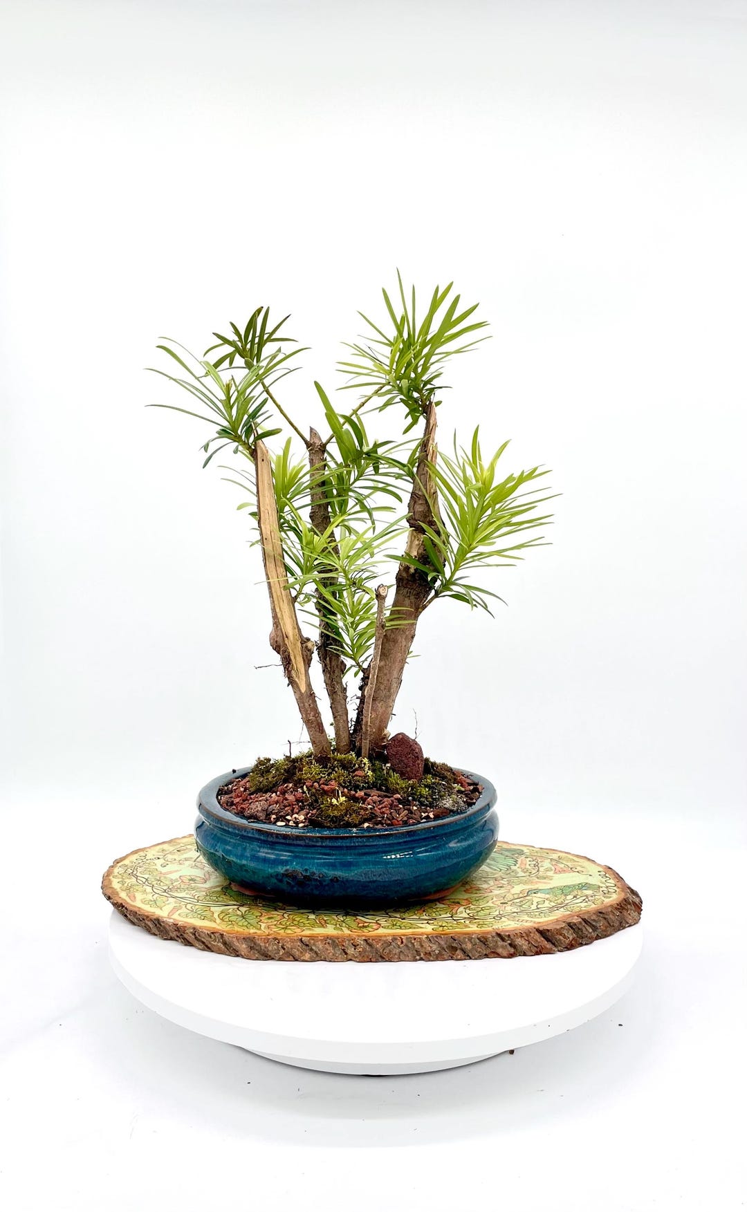 Buddha Pine Podocarpus Bonsai – Clump Style – Rare Evergreen With ...