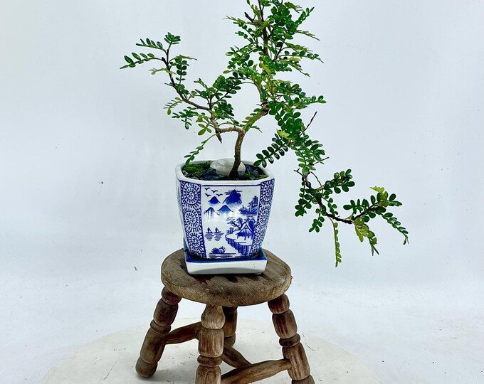 Rare Zanthoxylum Piperitum Bonsai Tree, Japanese Pepper Tree - Etsy