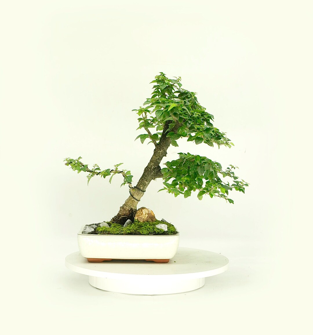 Gmelina Bonsai Tree bridge to Nature Collection - Etsy