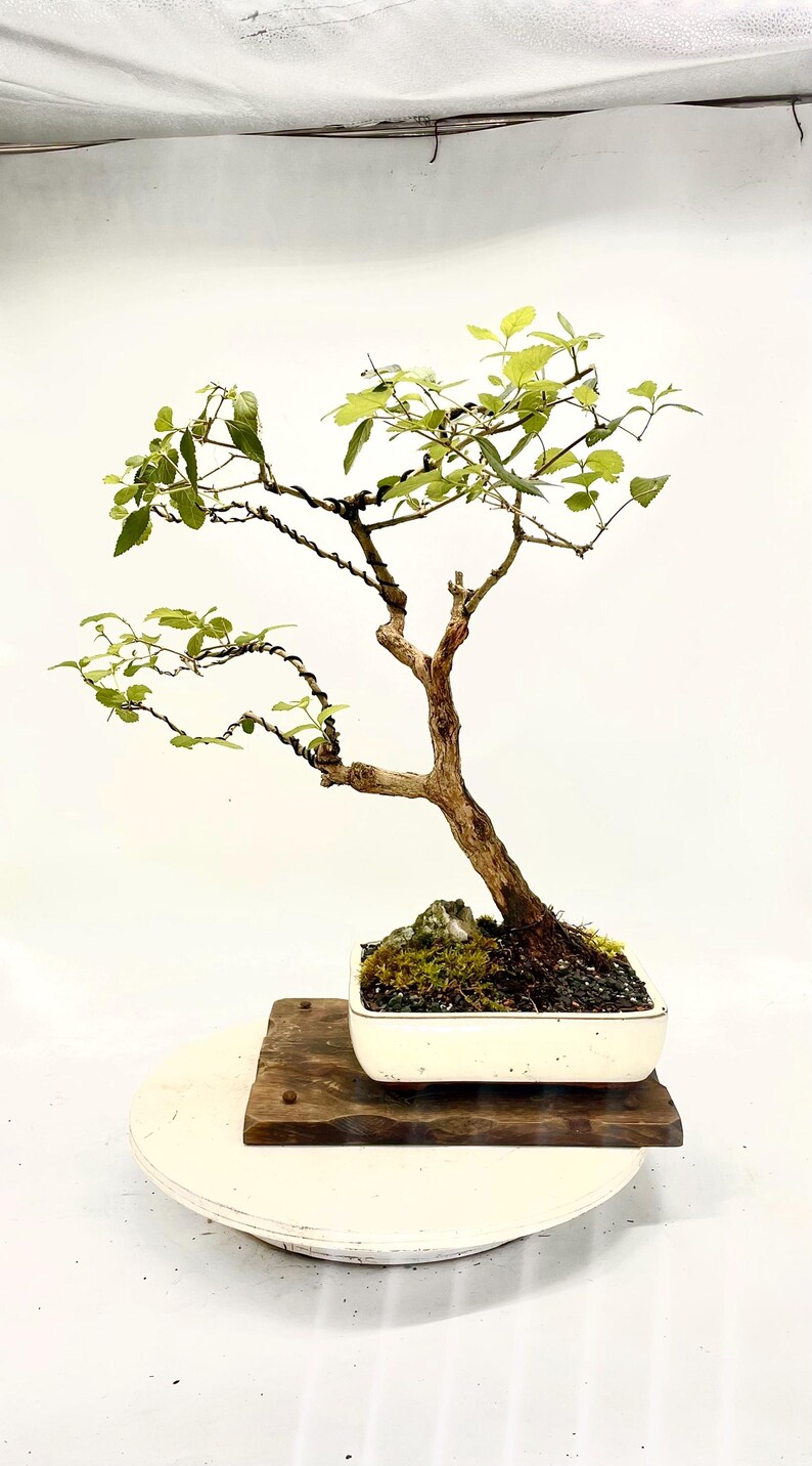 Almond Bush Bonsai Tree, "unique Aparatus" Collection From Rare and ...